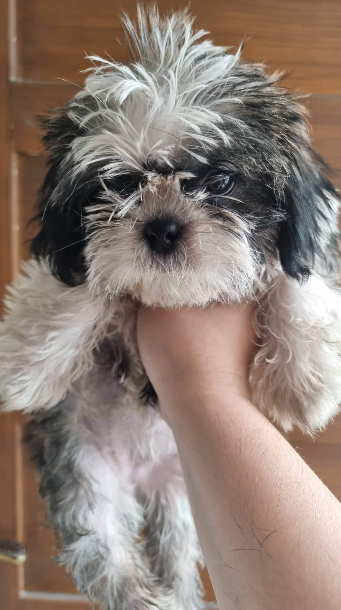 Shih Tzu Puppies Princess Type