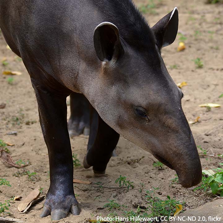 Rainforest Tapir