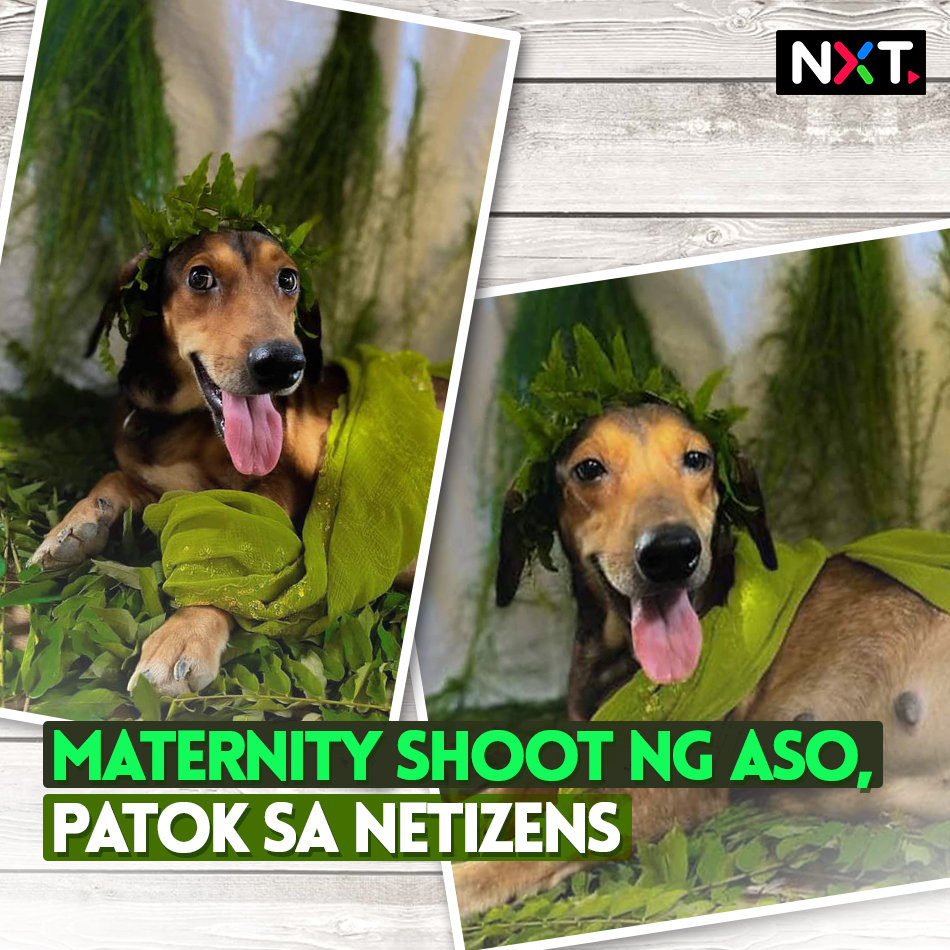ABS-CBN News on Twitter: "Patok sa mga netizen ang "pawternity" o maternity shoot ng isang aso ...