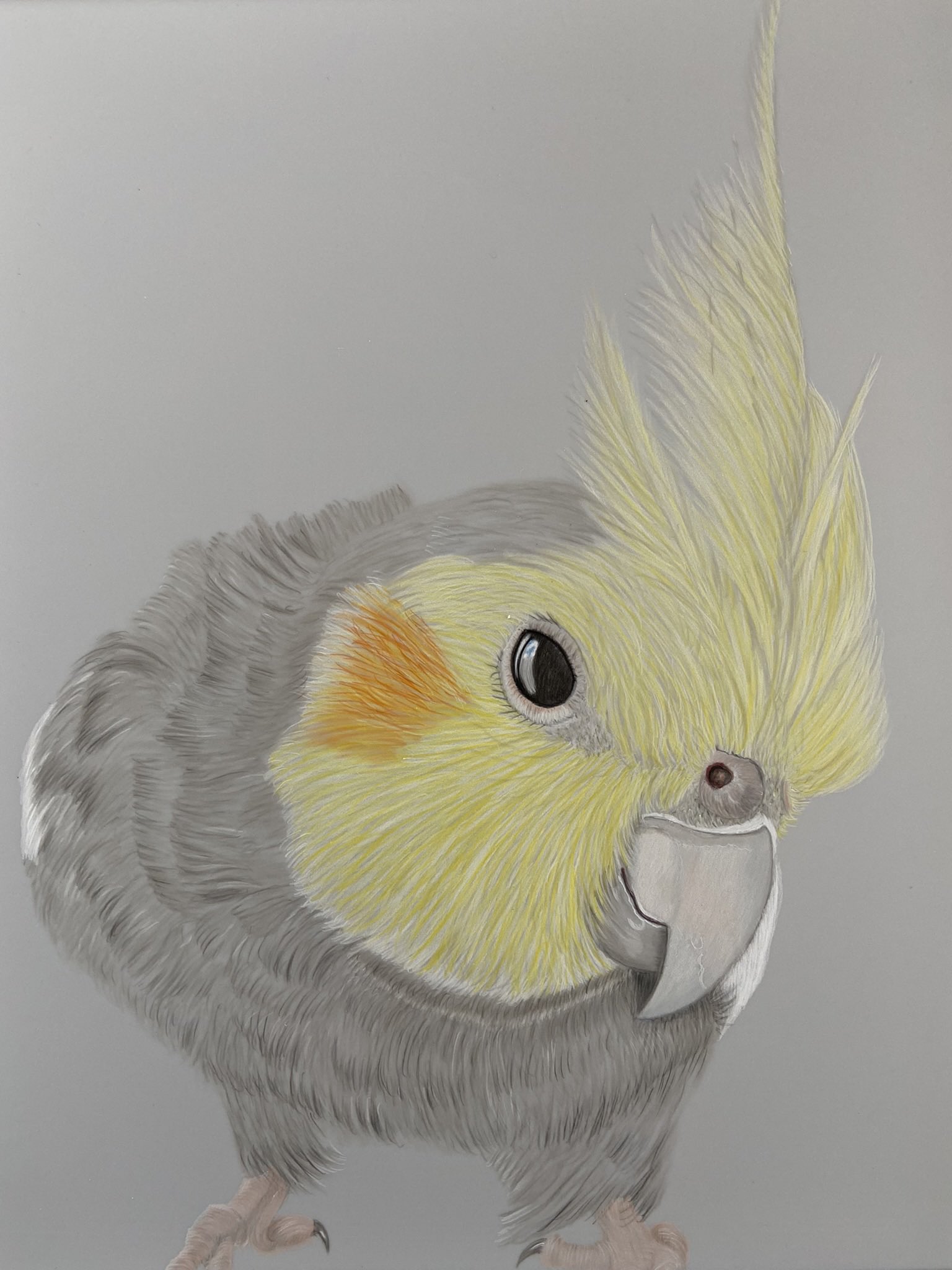 Cockatiel Drawing