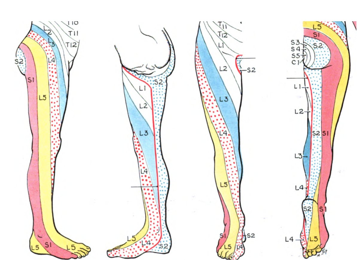 Lower Extremity Dermatomes Foot