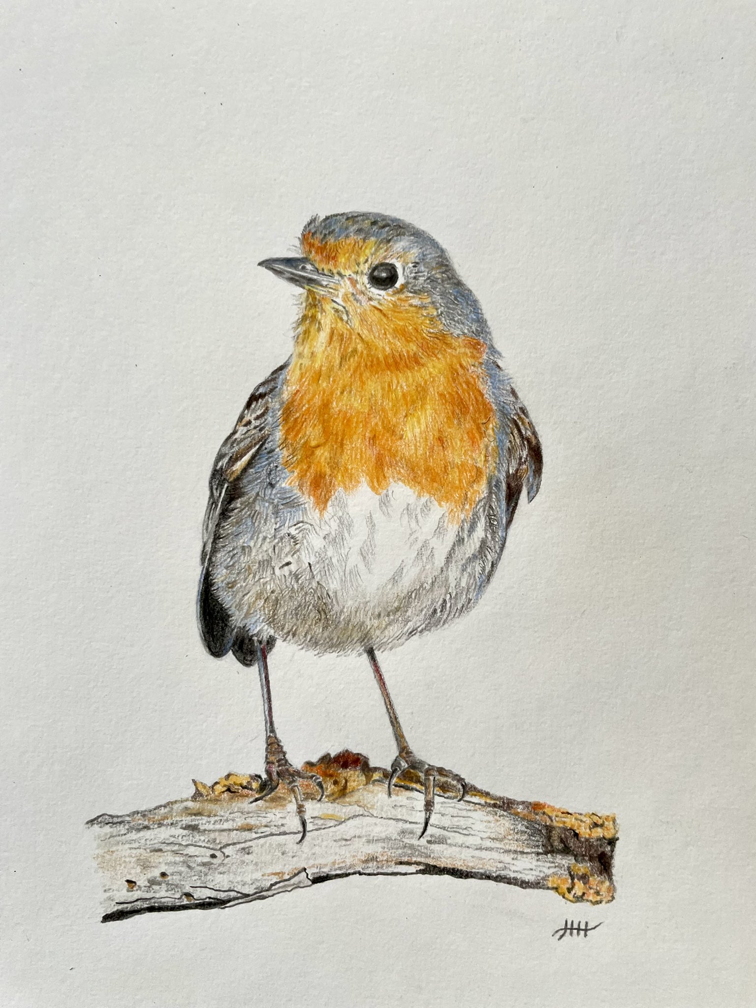 Drawings Of Robin