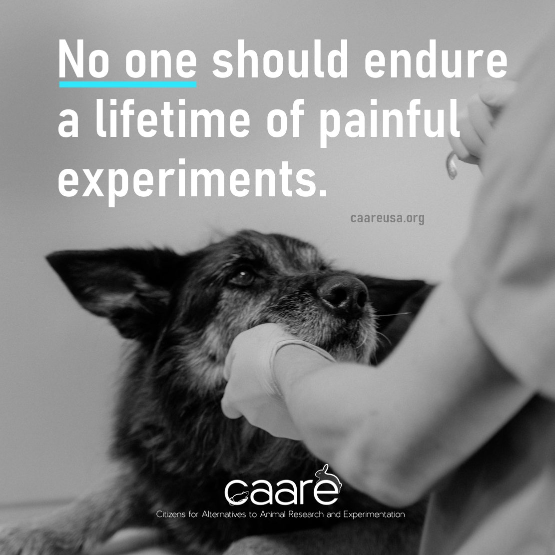 Negative Animal Testing Quotes People For Animals (PFA) Look At A