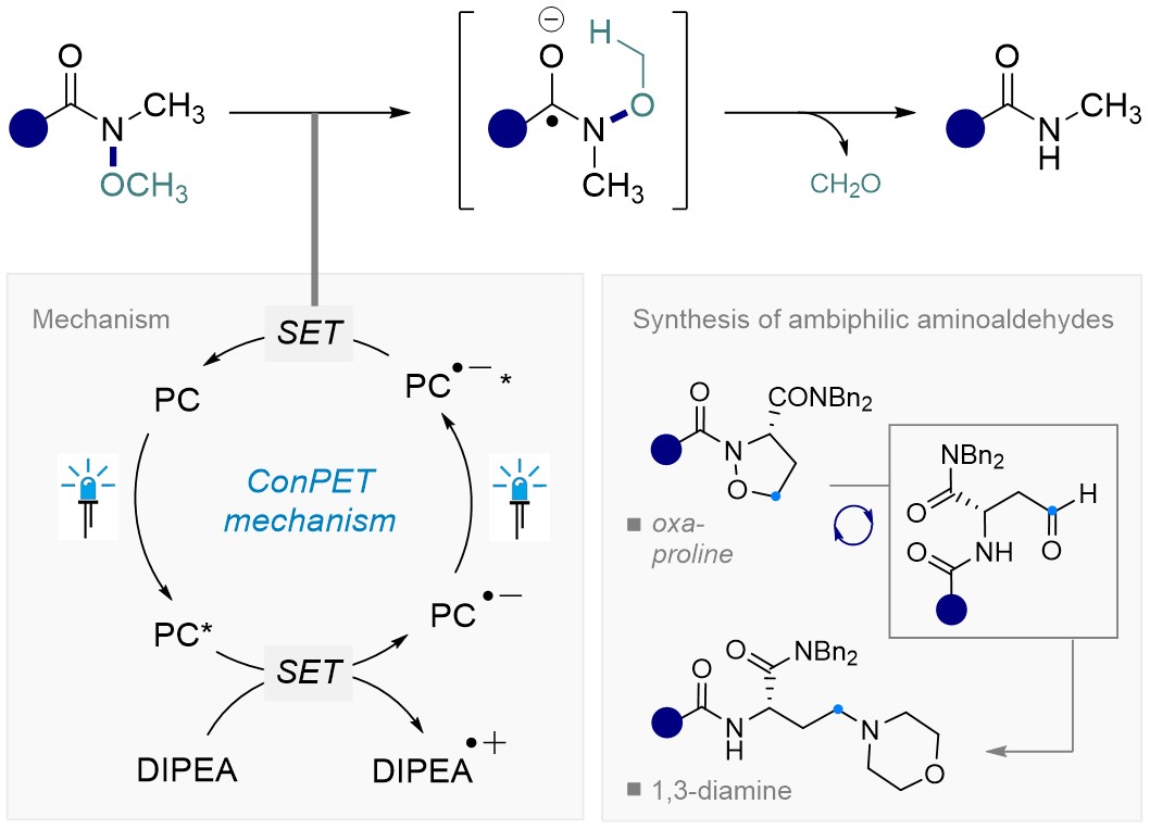 Peptide Bond Mechanism