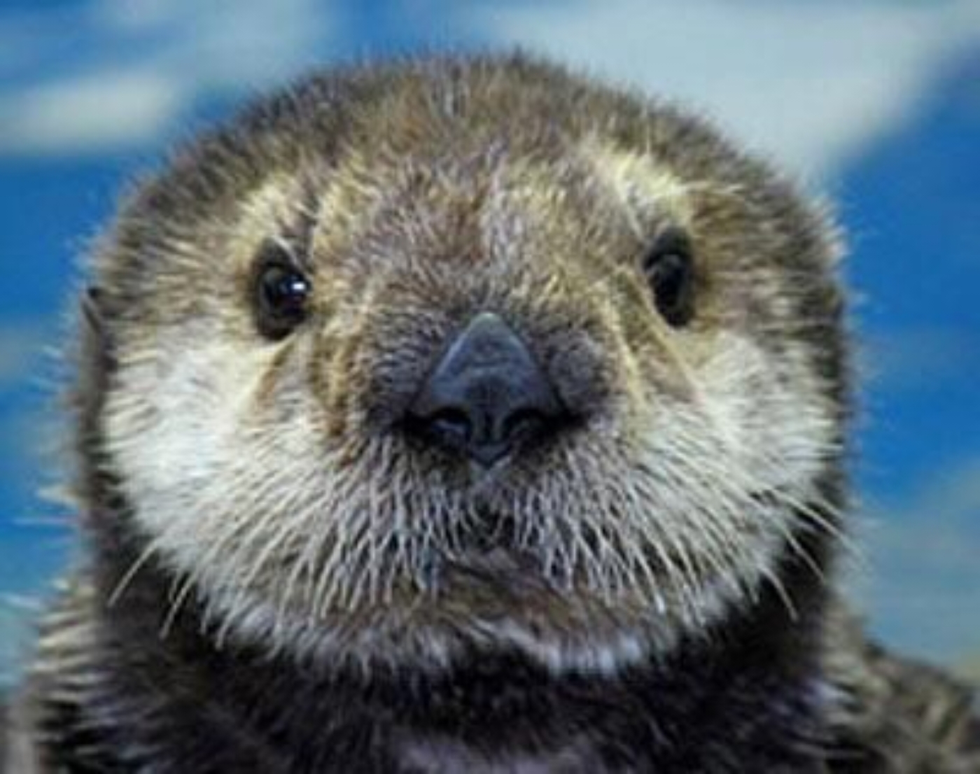 Otter Face