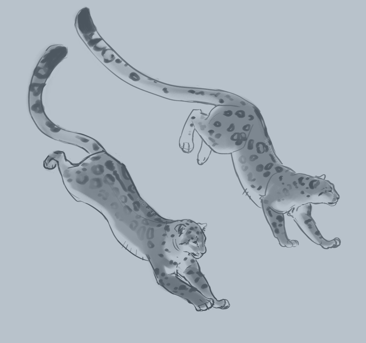 Snow Leopard Sketch