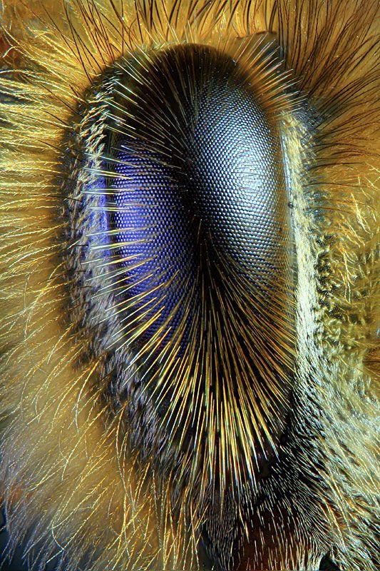 Bee Under A Microscope