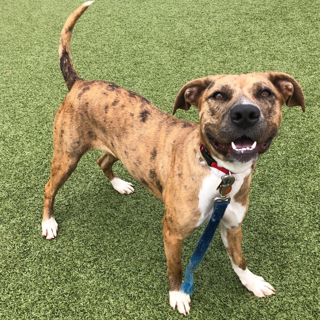 Boxer Greyhound Pitbull Mix