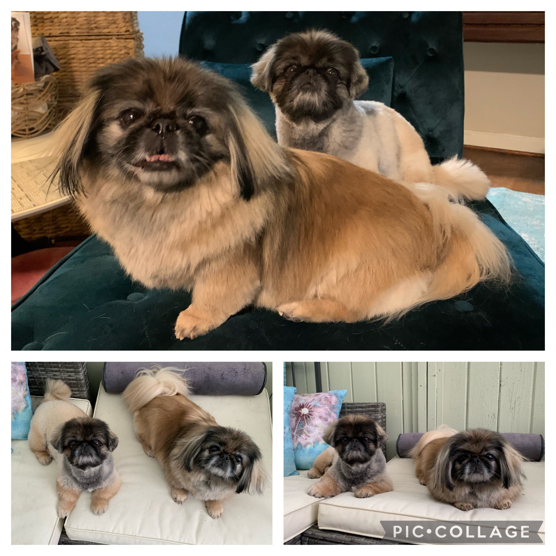 Pug Mixed With Pekingese