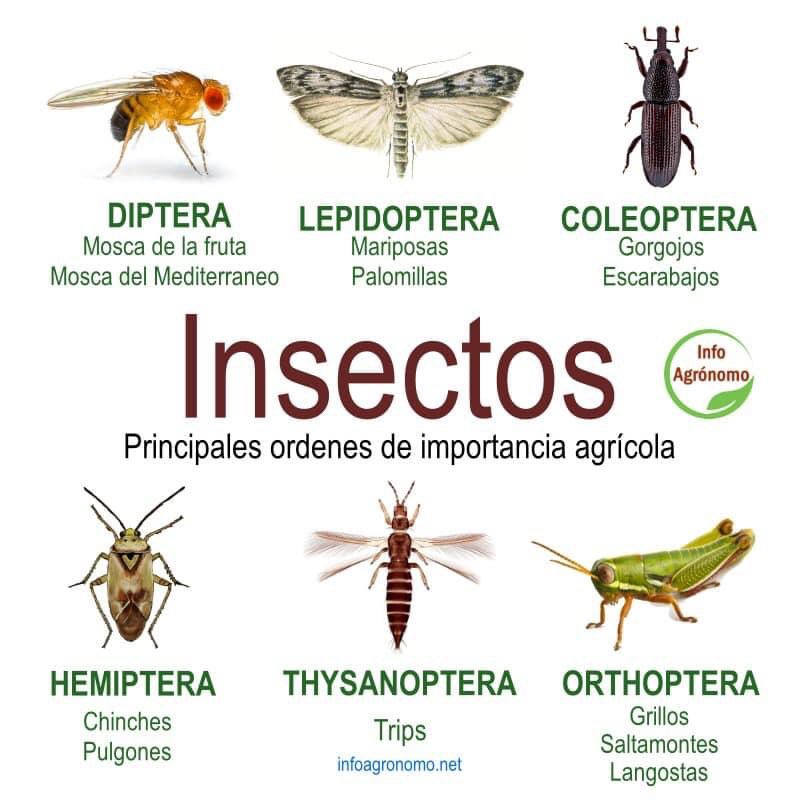 Perplejo Conclusión es bonito ordenes de insectos reflujo Sumergir Una ...