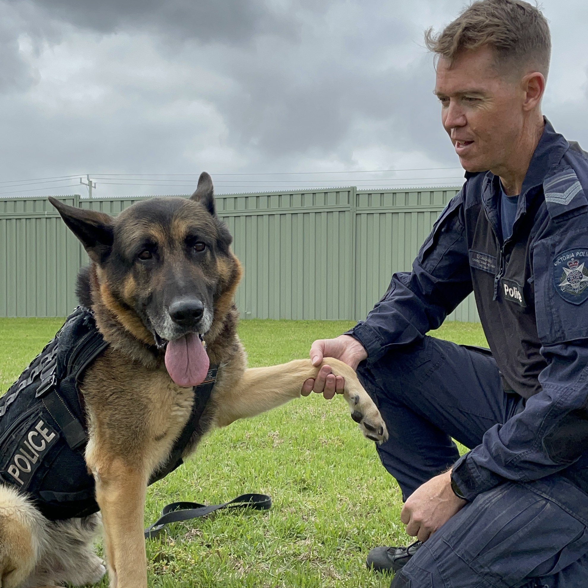 How Do Police Dogs Train Their Career