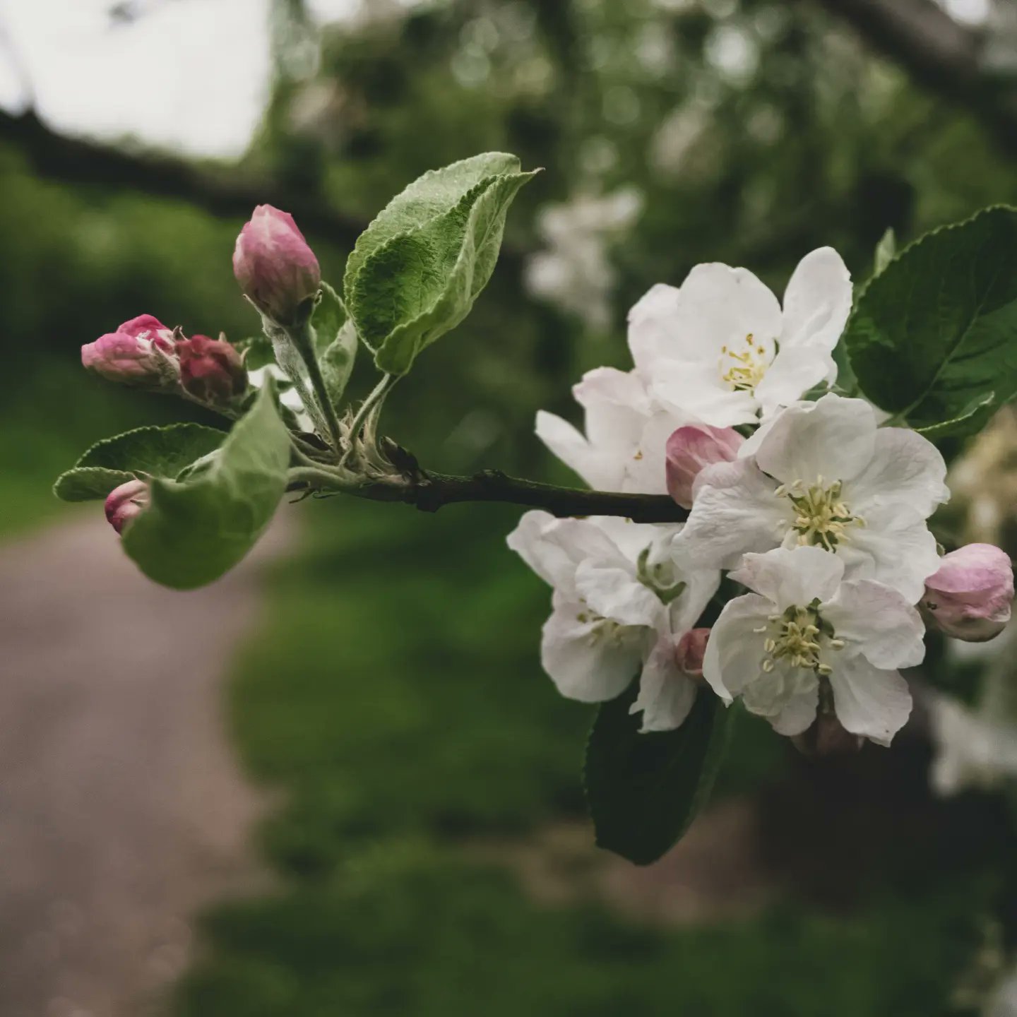 Krzysztof Domanski on Twitter: "From a morning walk in the Three Brooks Nature Reserve. Spring ...
