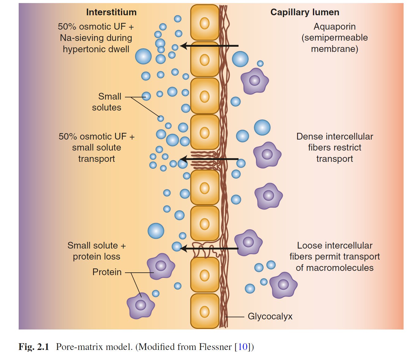 Edgar V. Lerma 🇵🇭 on Twitter: "Peritoneal Dialysis 101: Models of peritoneal transport # ...