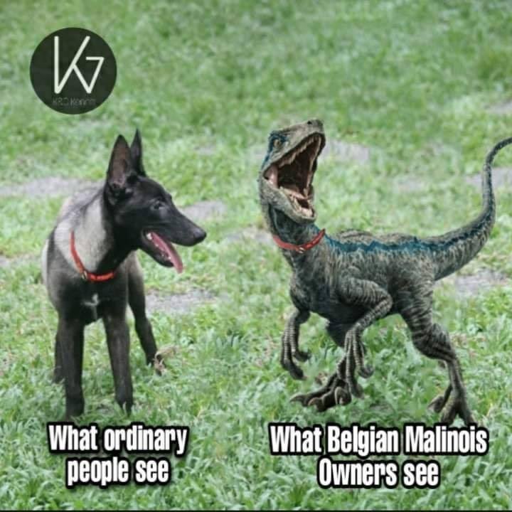 Belgian Malinois Memes