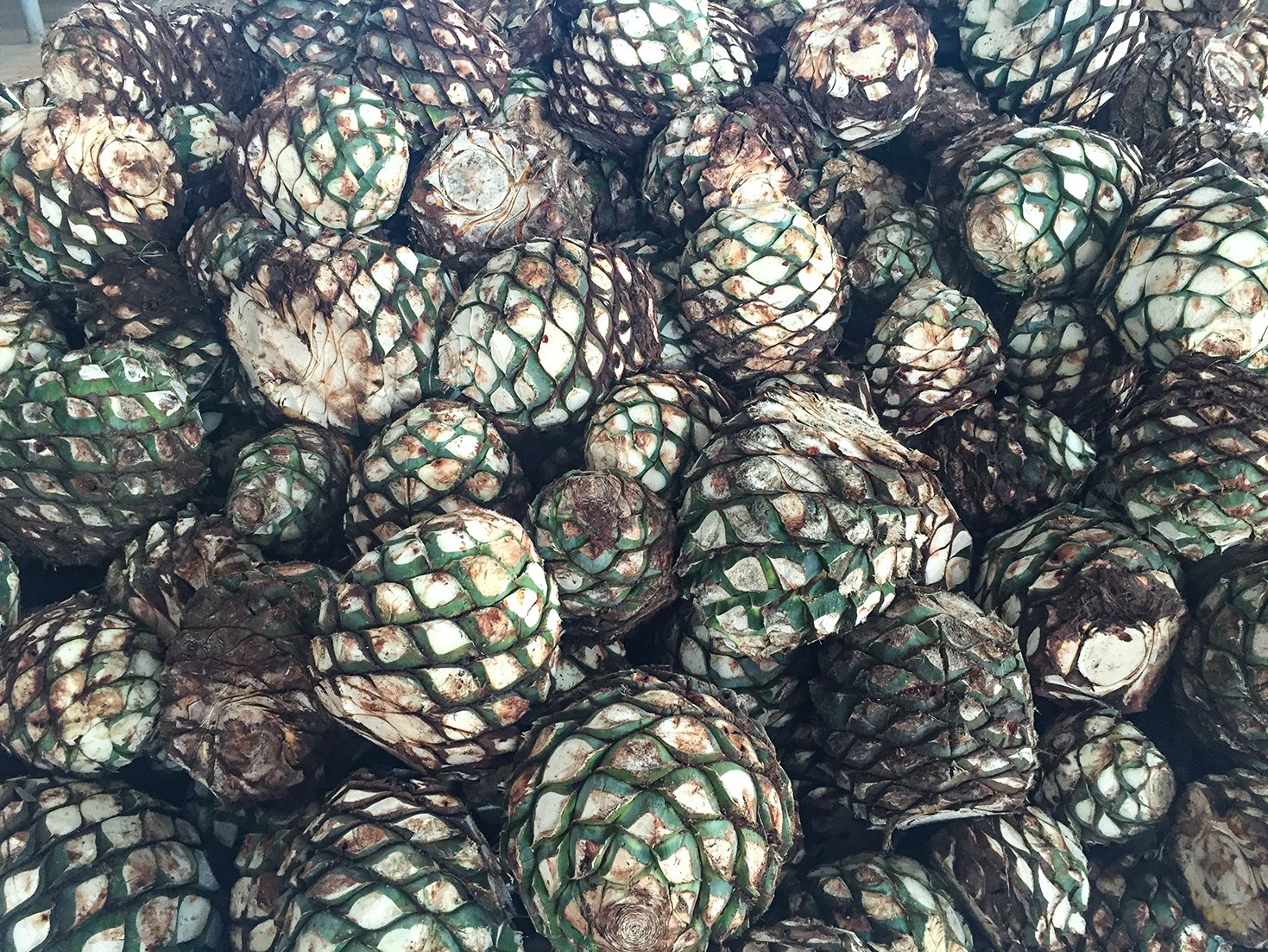 Blue Agave Pineapple