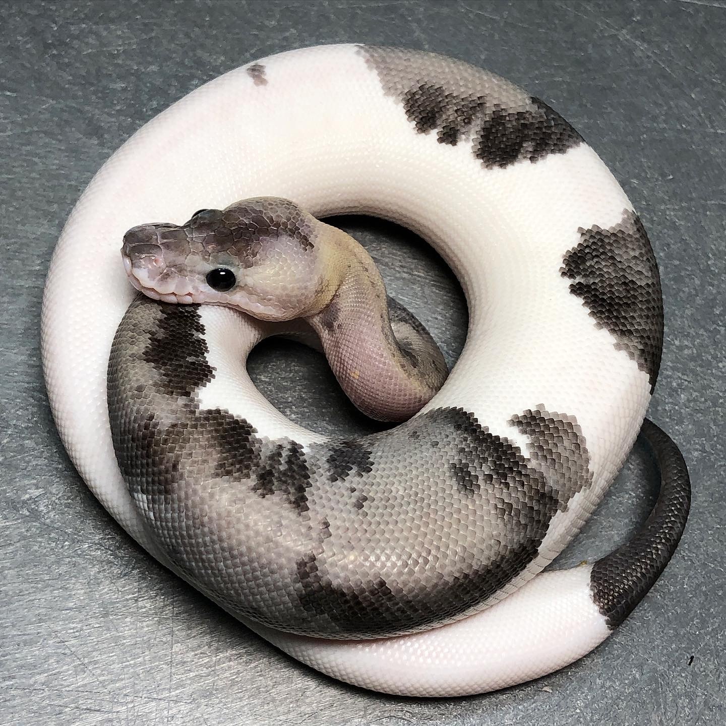 MorphMarket on Twitter: "Urban Camo Ball Python by Trademark Exotics https://t.co/qvdr2IkoUA ...