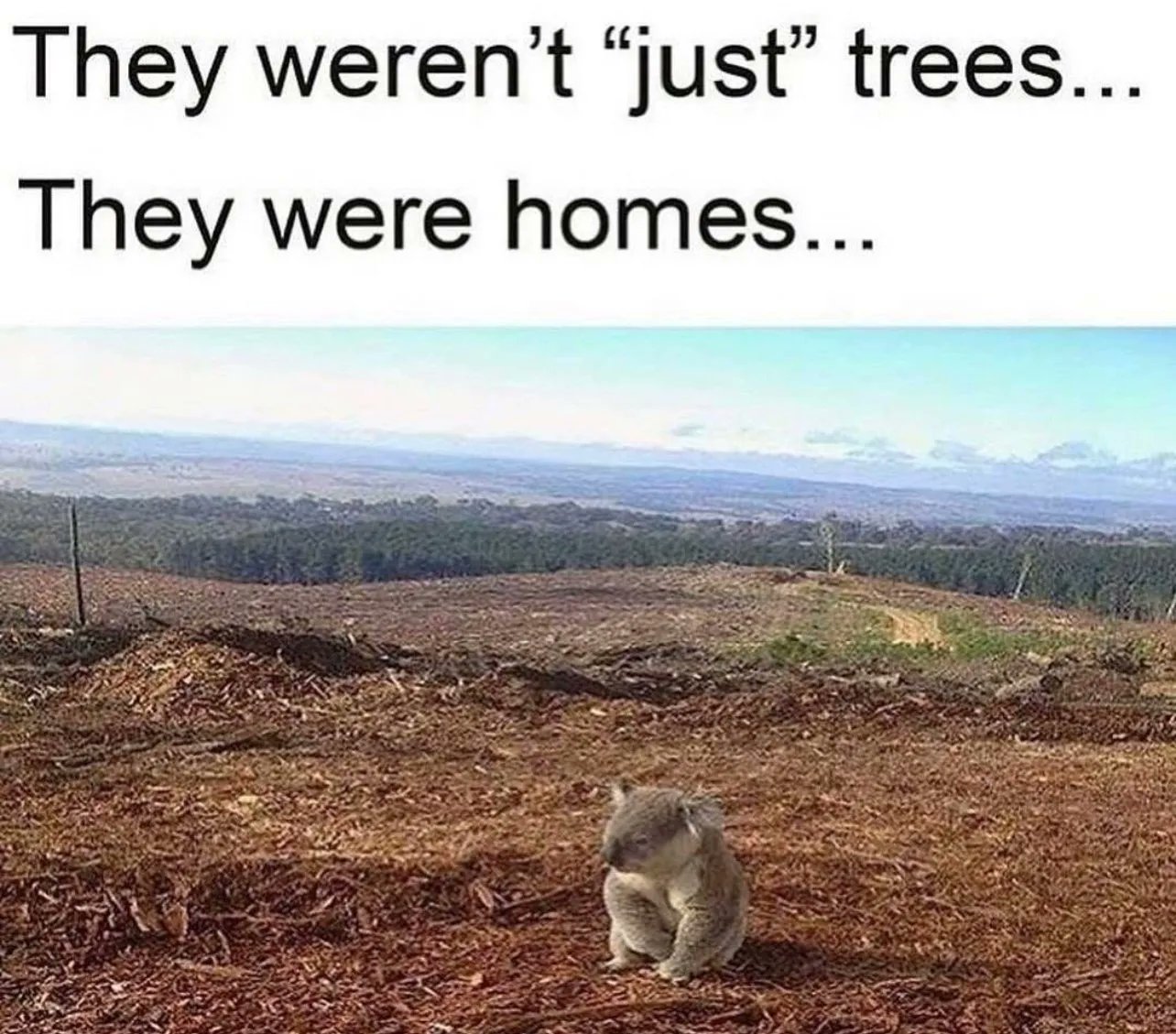 Deforestation Memes