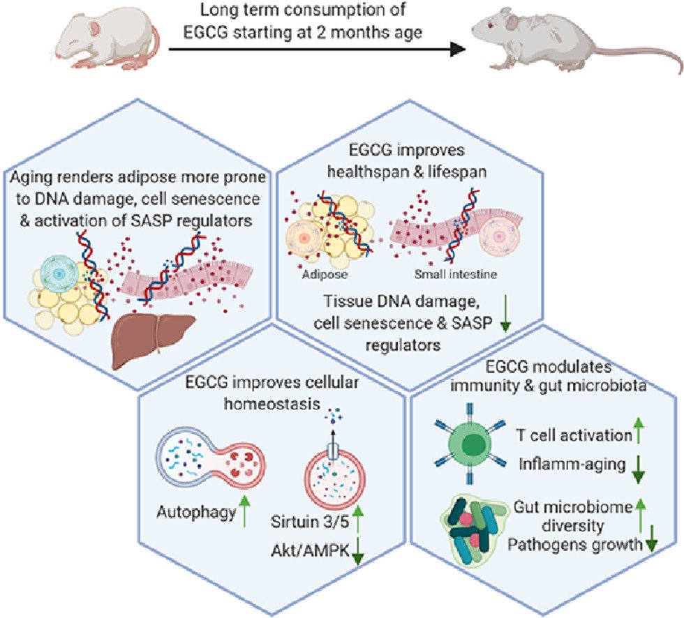 🥼Agingdoc1⭐MD, PhD 🔔 on Twitter: "Long-term consumption of green tea EGCG enhances murine ...