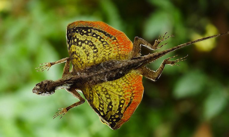 Philippine Flying Lizard