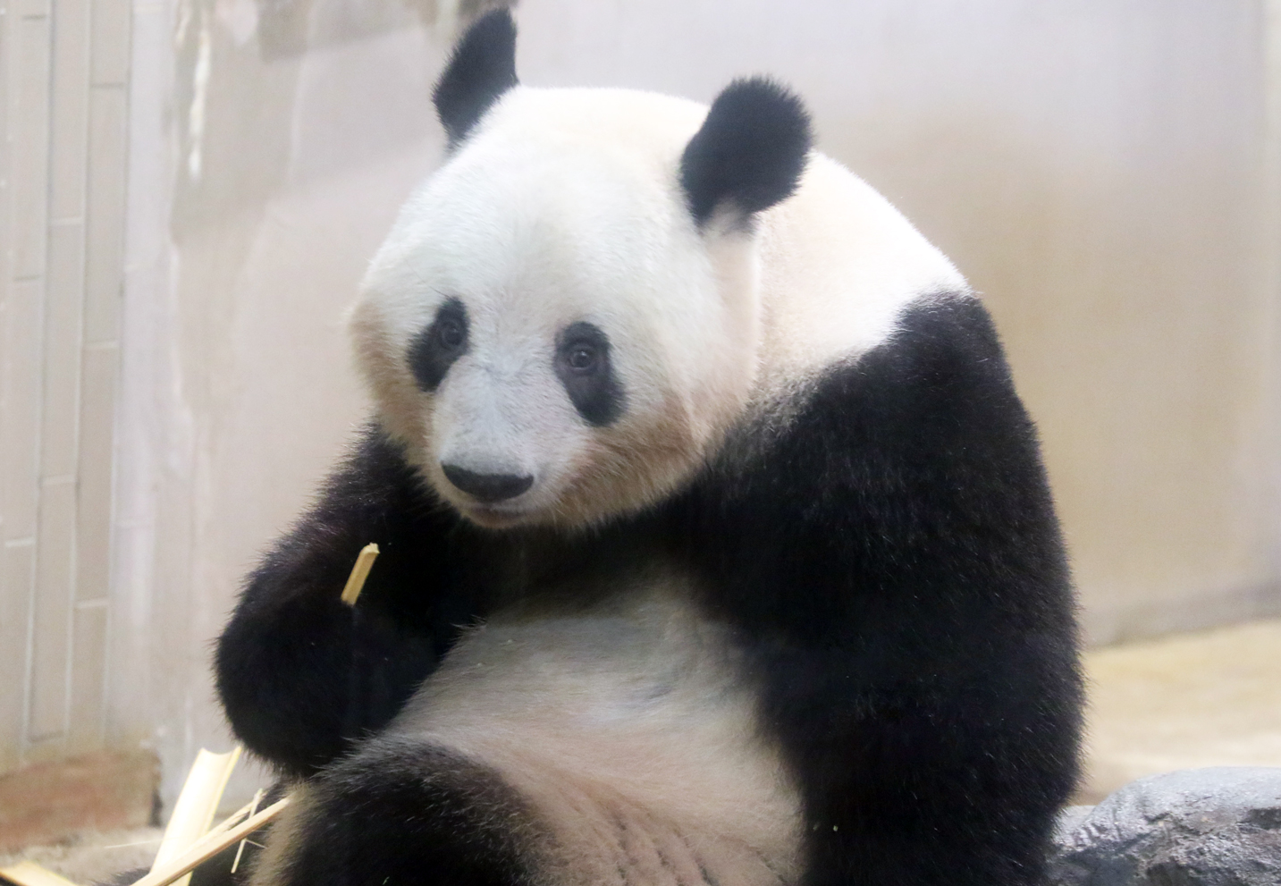 かざき on Twitter: "振り向き #シャンシャン 美味しい竹を探しに移動開始 ️…まだ右手にポッキー握ってるけど🤭 2022.5.18撮影 #香香 #xiangxiang #パンダ ...