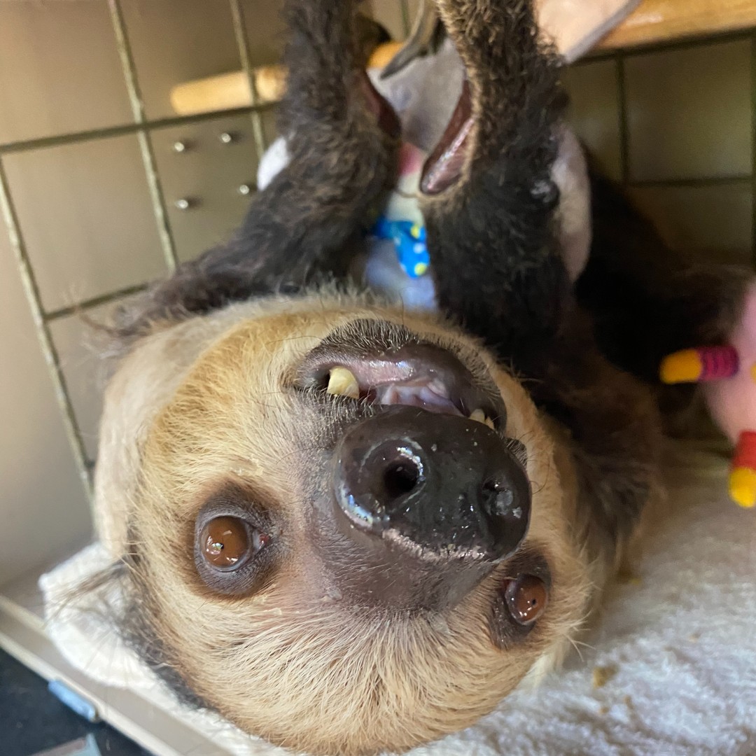 Sloths Smiling With Teeth