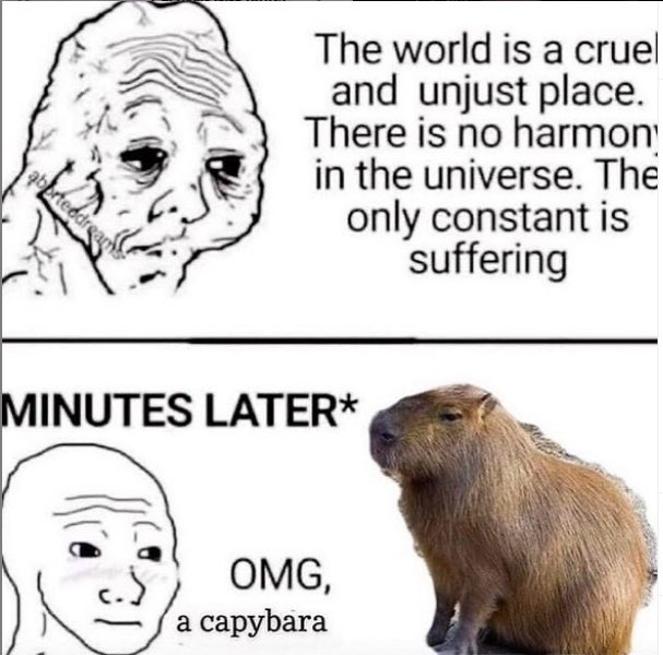 CAPYBARA MAN on Twitter: "https://t.co/98KWNwnVP3" / Twitter
