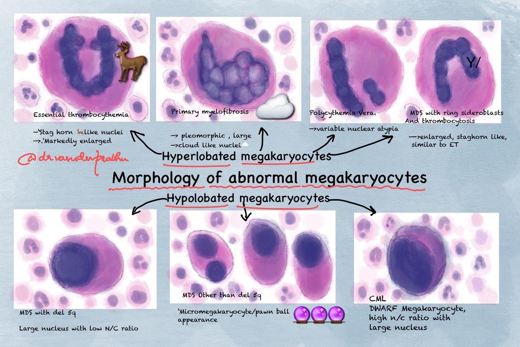Pawn Ball Megakaryocytes