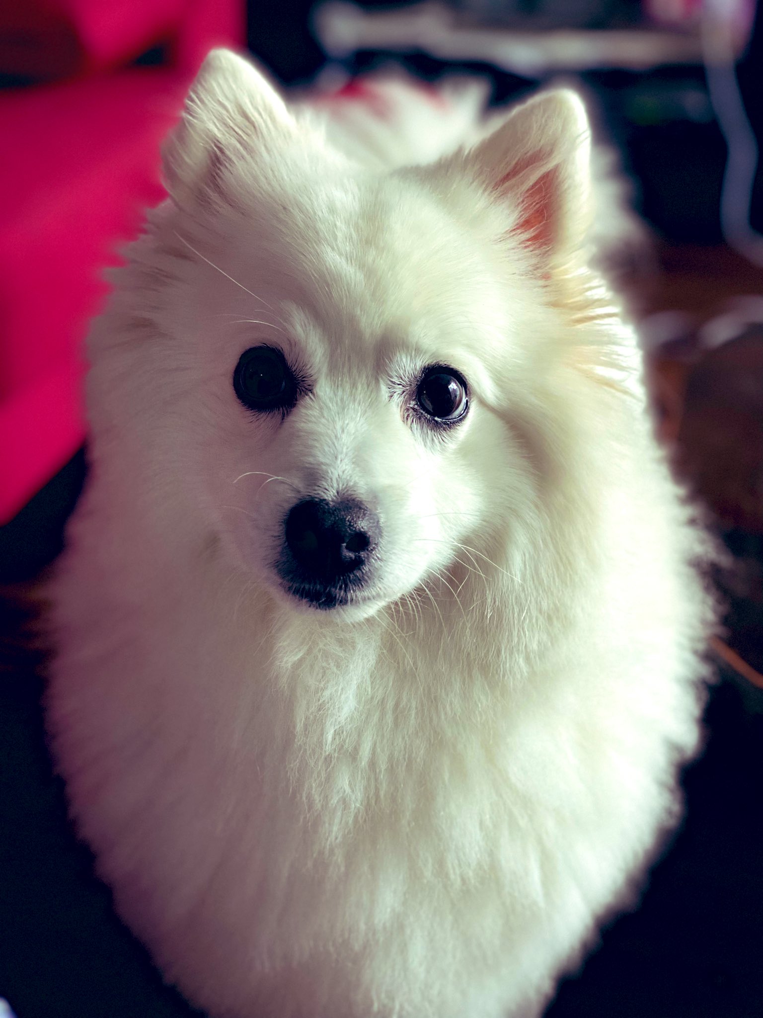 蓮舫💙💛RENHO🇯🇵 on Twitter: "おはよ！ https://t.co/DAZhWLqBBD" / Twitter