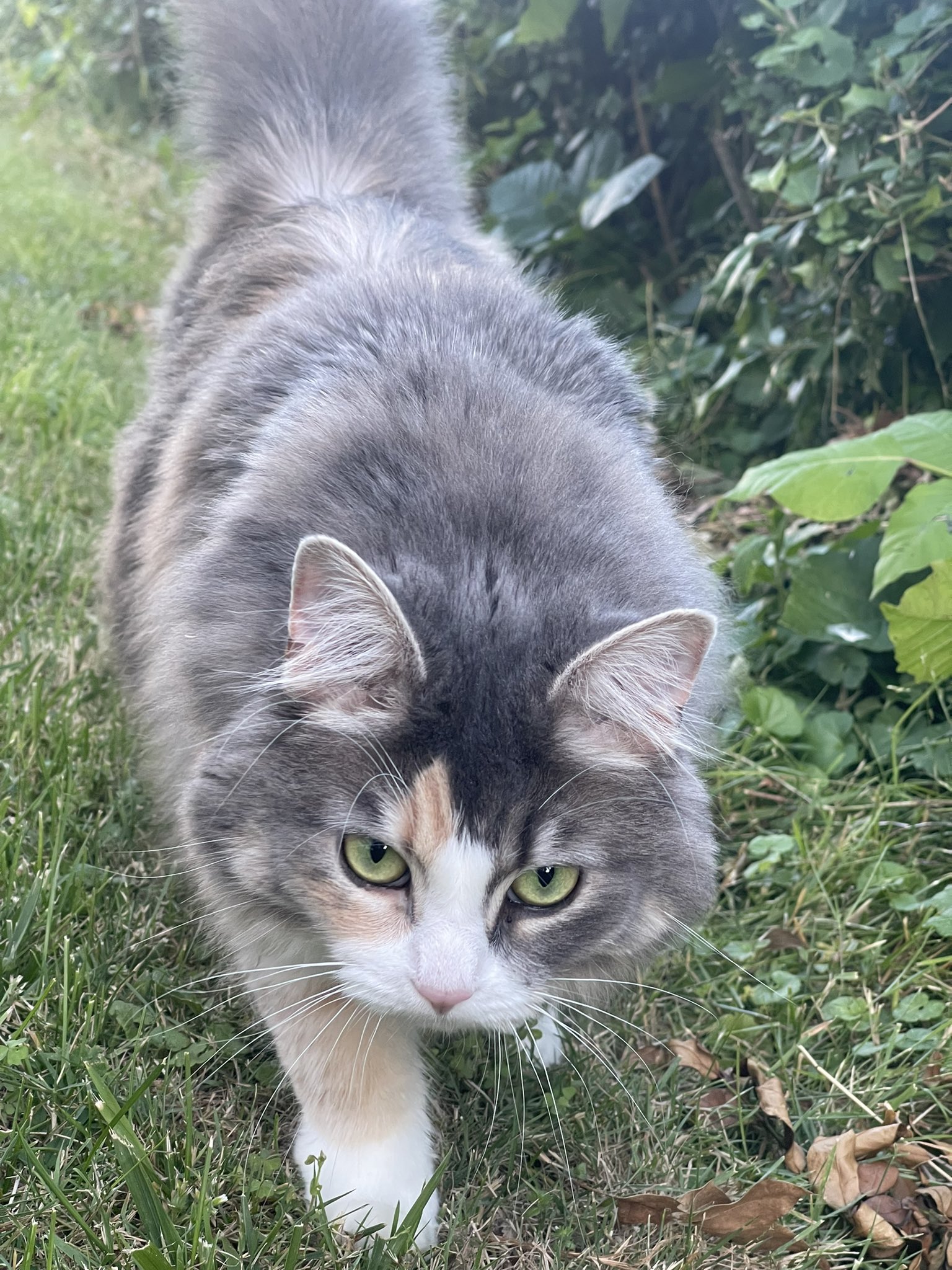 TW Pornstars - Amy Kitty NJ 🌸 ONLYFANS & MORE . Twitter. Ivy 🤍. 1:09 AM ...