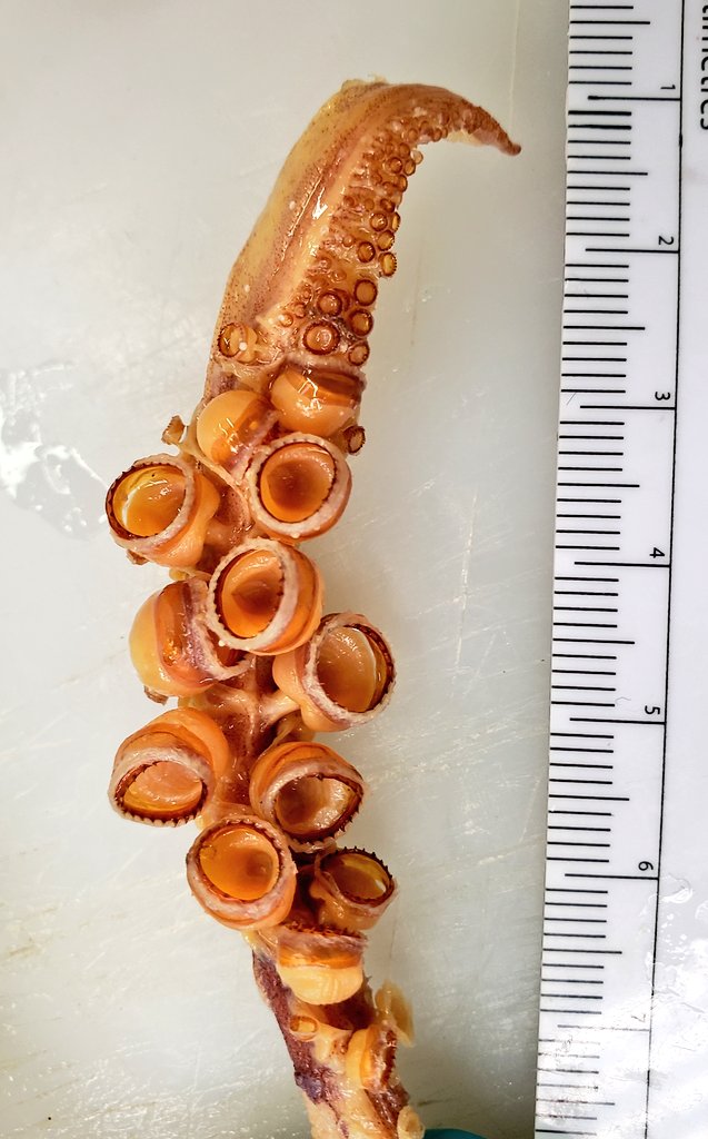 Squid Suction Cup Teeth