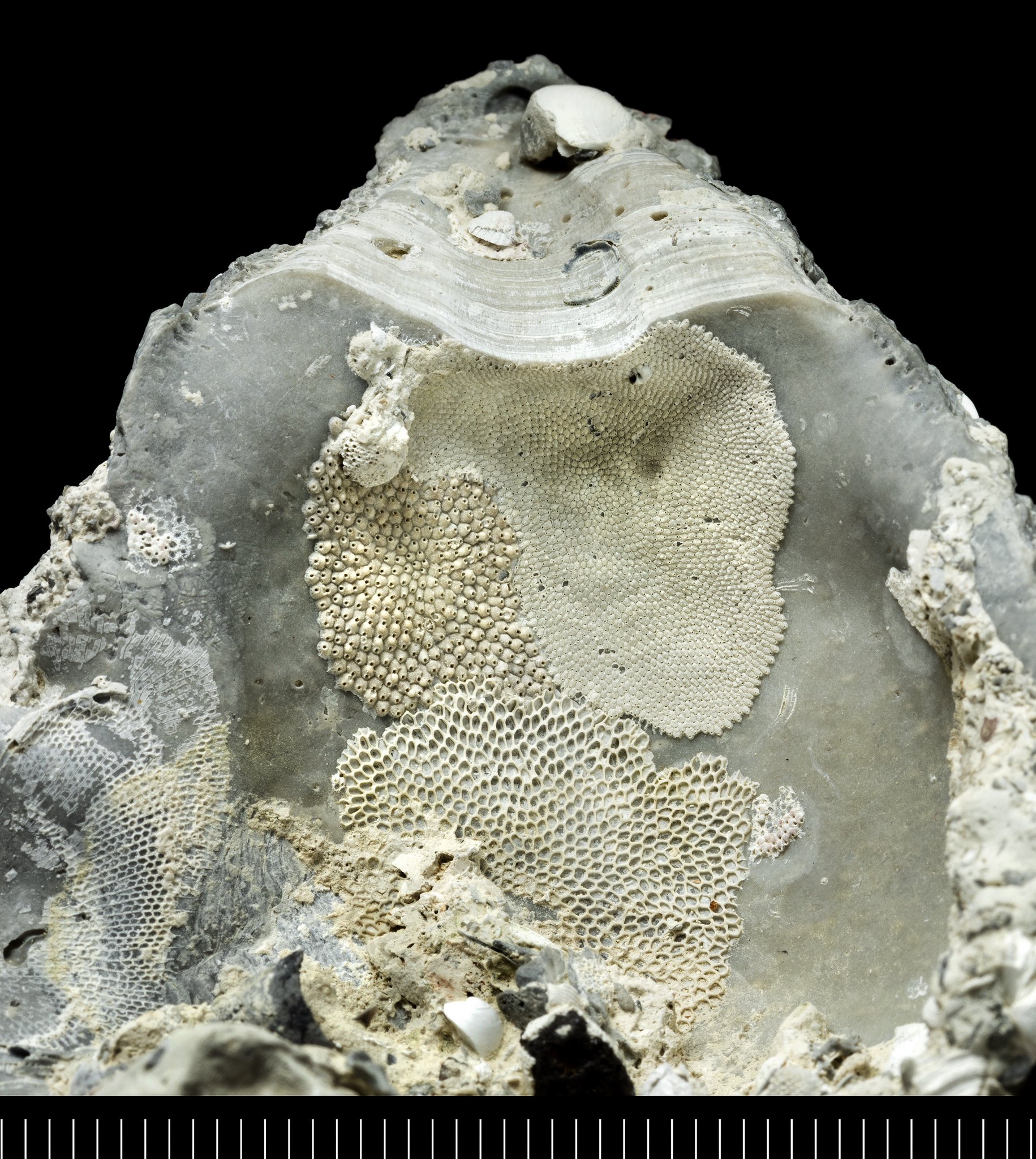 Encrusting Bryozoan Fossil