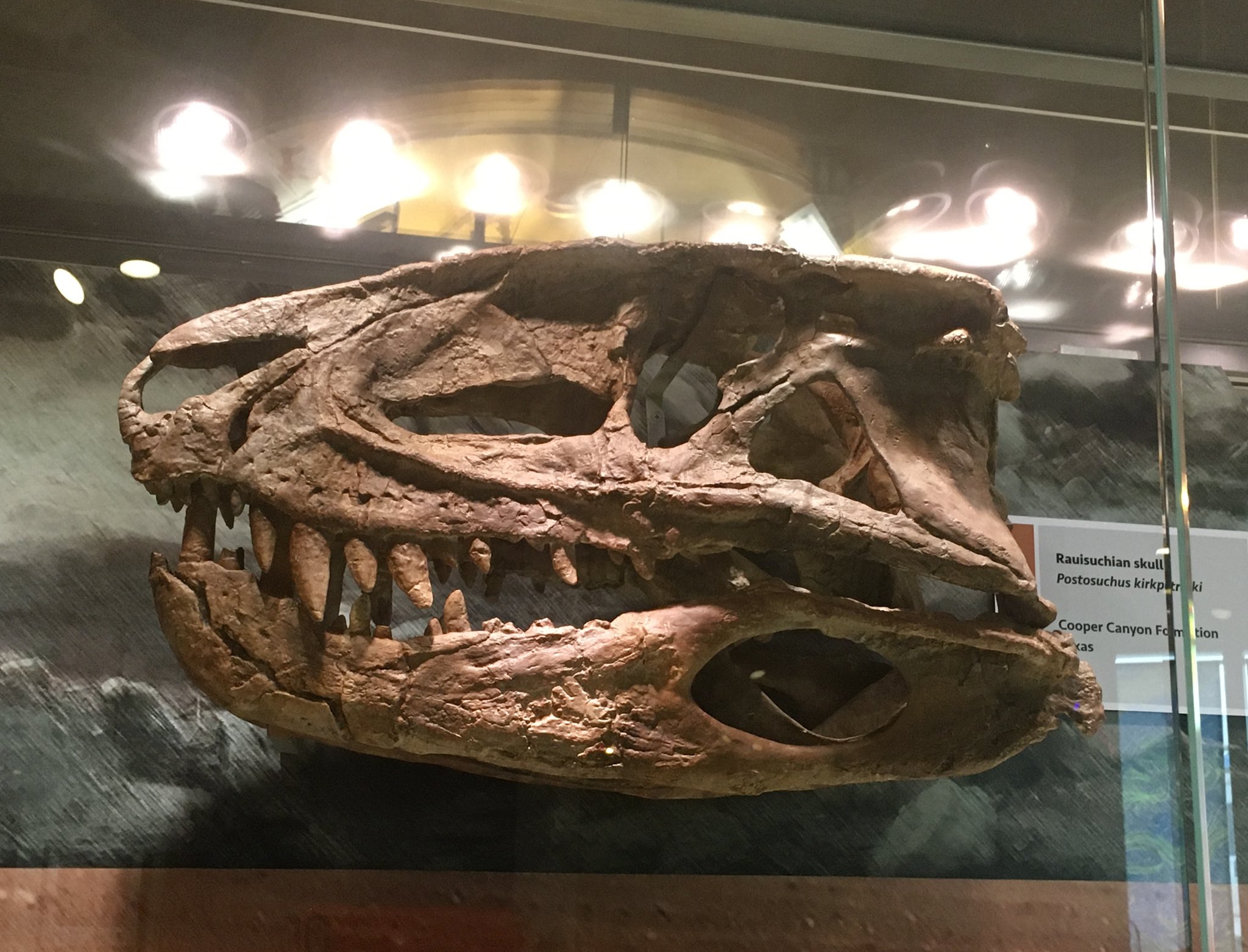 Postosuchus Skeleton