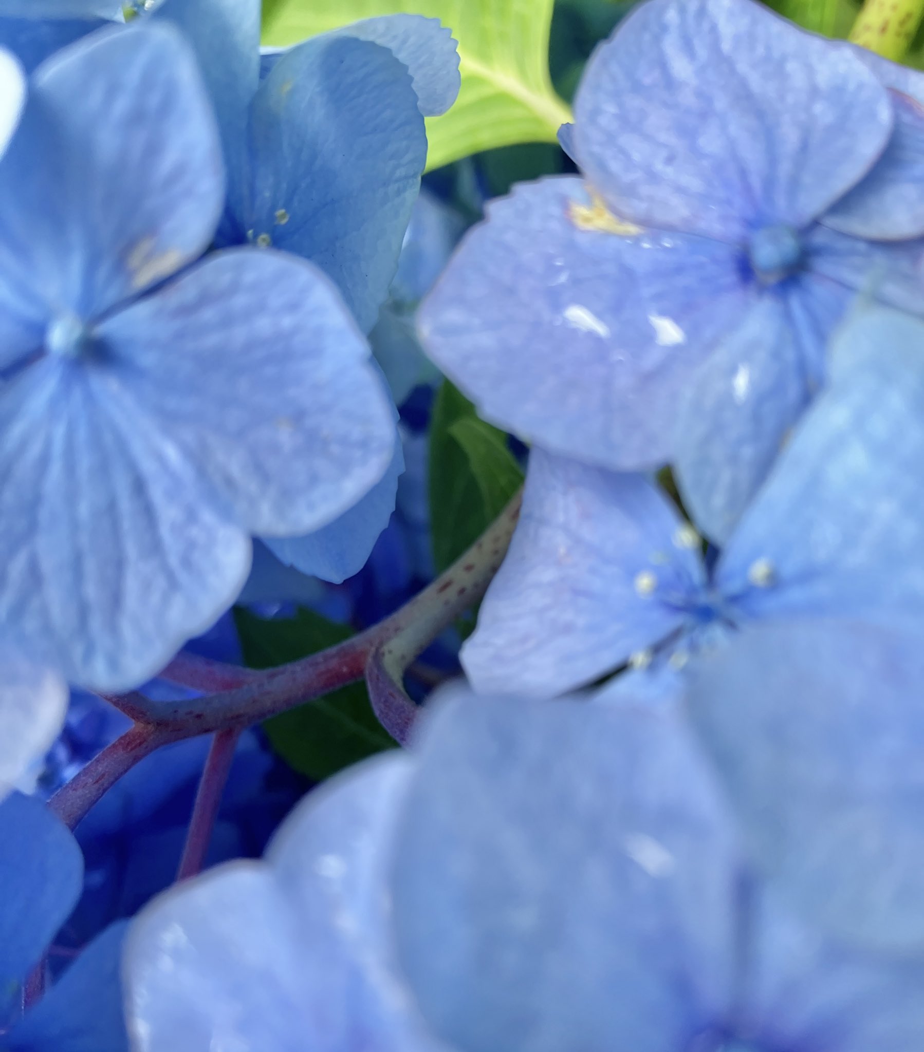 キムラアサギ on Twitter: "アジサイ色ともる曳舟の風景をうろうろ楽しみながら、gallery hydrangeaさん(@AjisaiGallery )に伺ってきました。 陽射しから ...