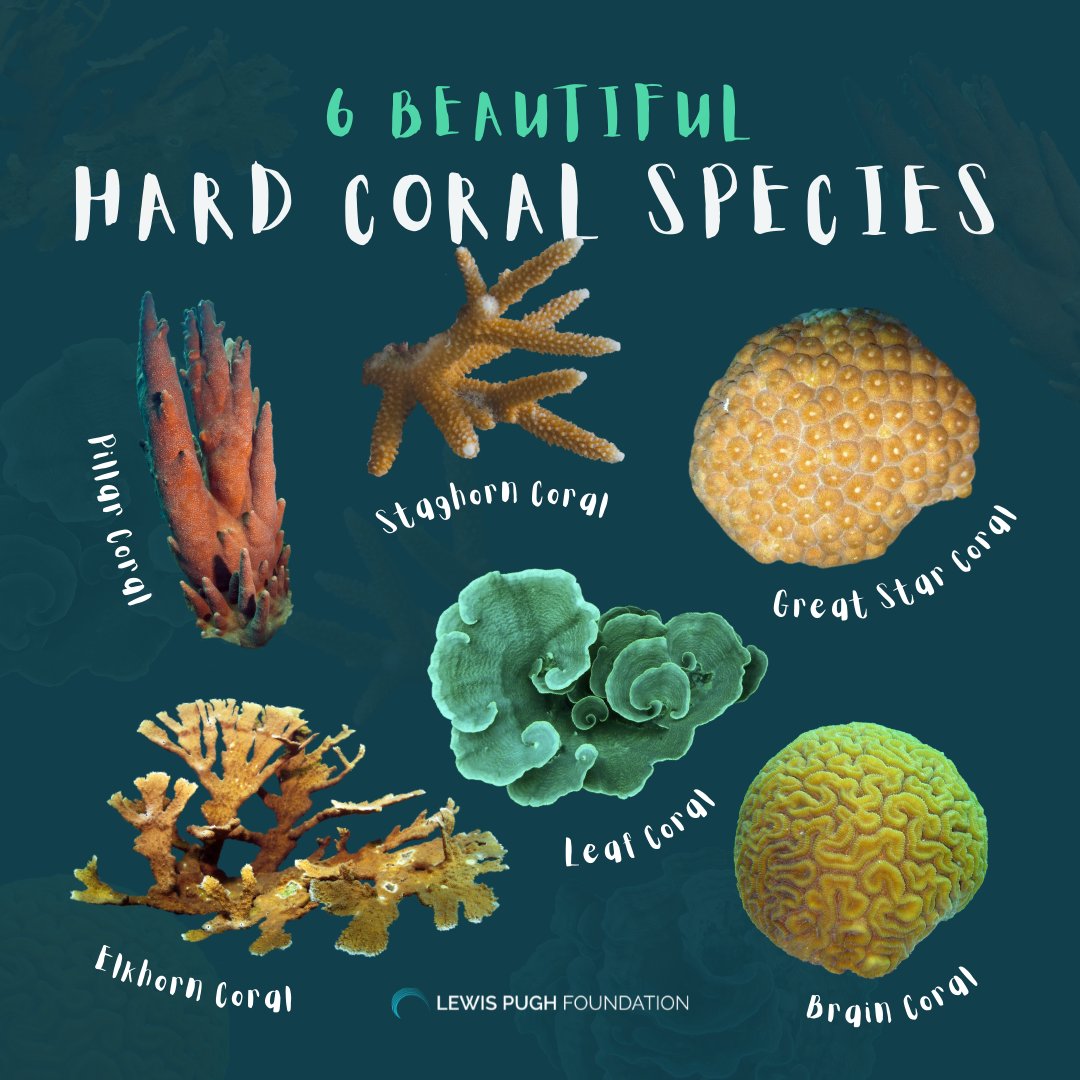 Types Of Hard Coral