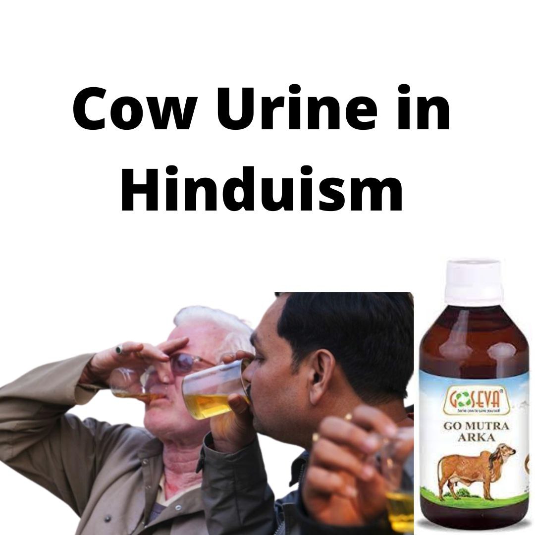 @Aalyah05204381 Cow Urine drinking in Hinduism That's why you should ...