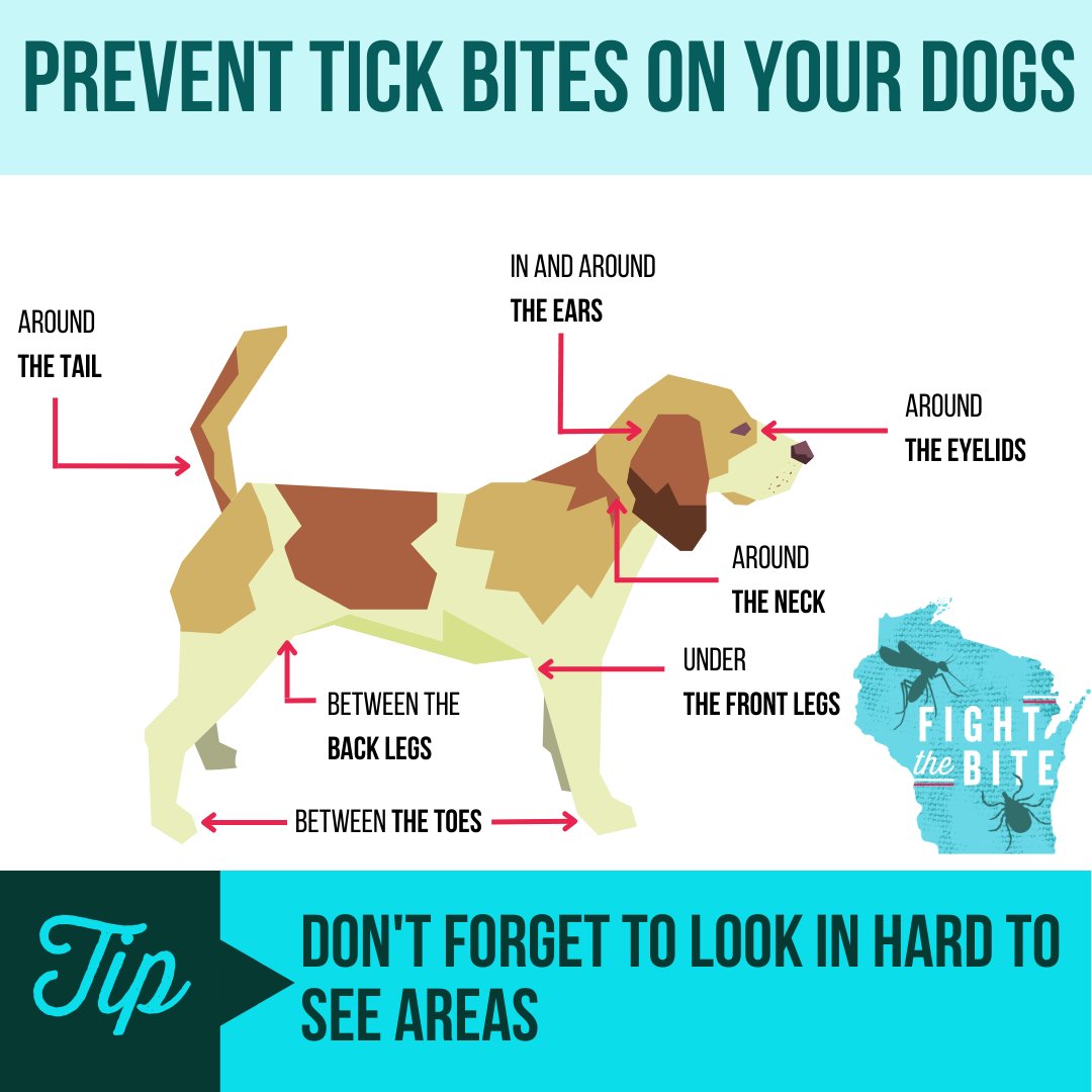 Tick Bites On Dogs