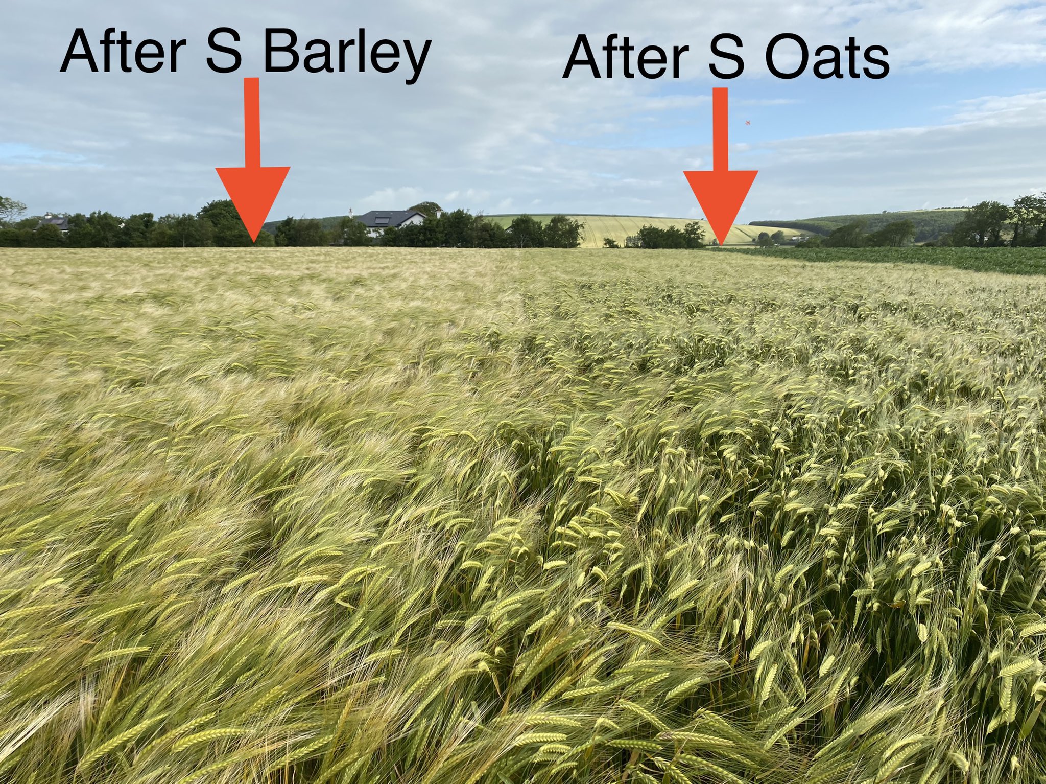 Barley Vs Oats