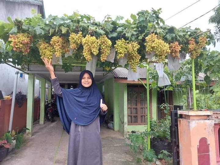 'Tips Menanam Anggur biar sukses" dr. Gajah Nauli Dalimunthe di Aceh ...