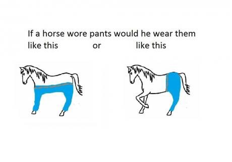 Horse Wearing Pants