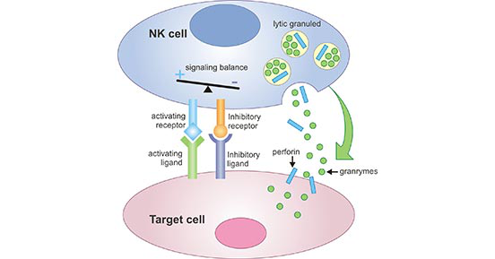 Cell Therapies 2.0 Part 4: This covers NK cell therapies. - المسلسل من ...