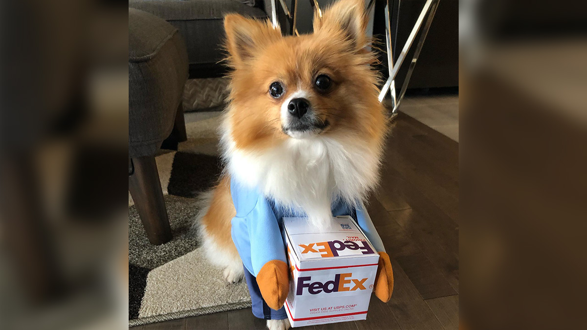 Can You Ship A Dog Via Fedex