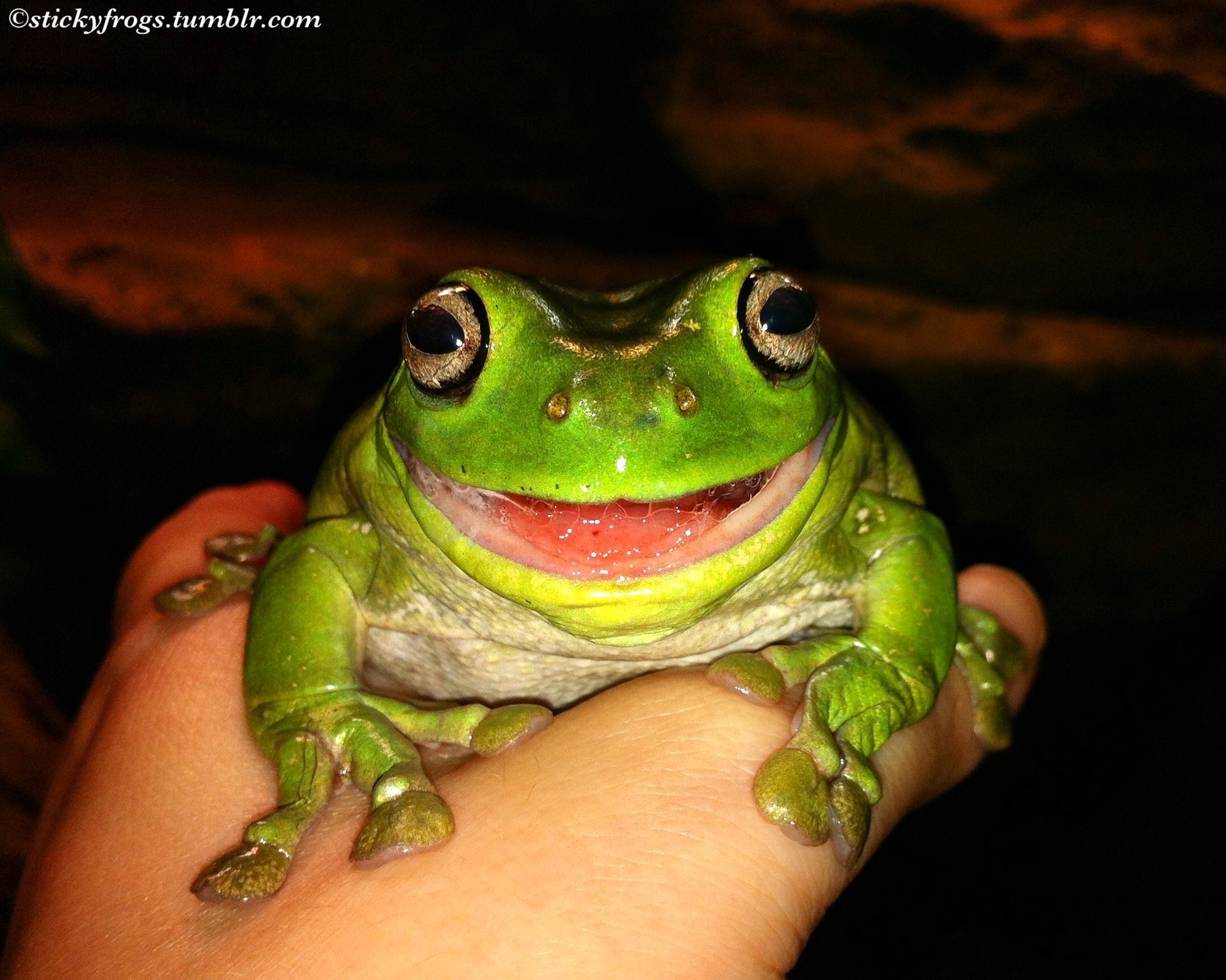 Tumblr Disgusted Reaction Pictures