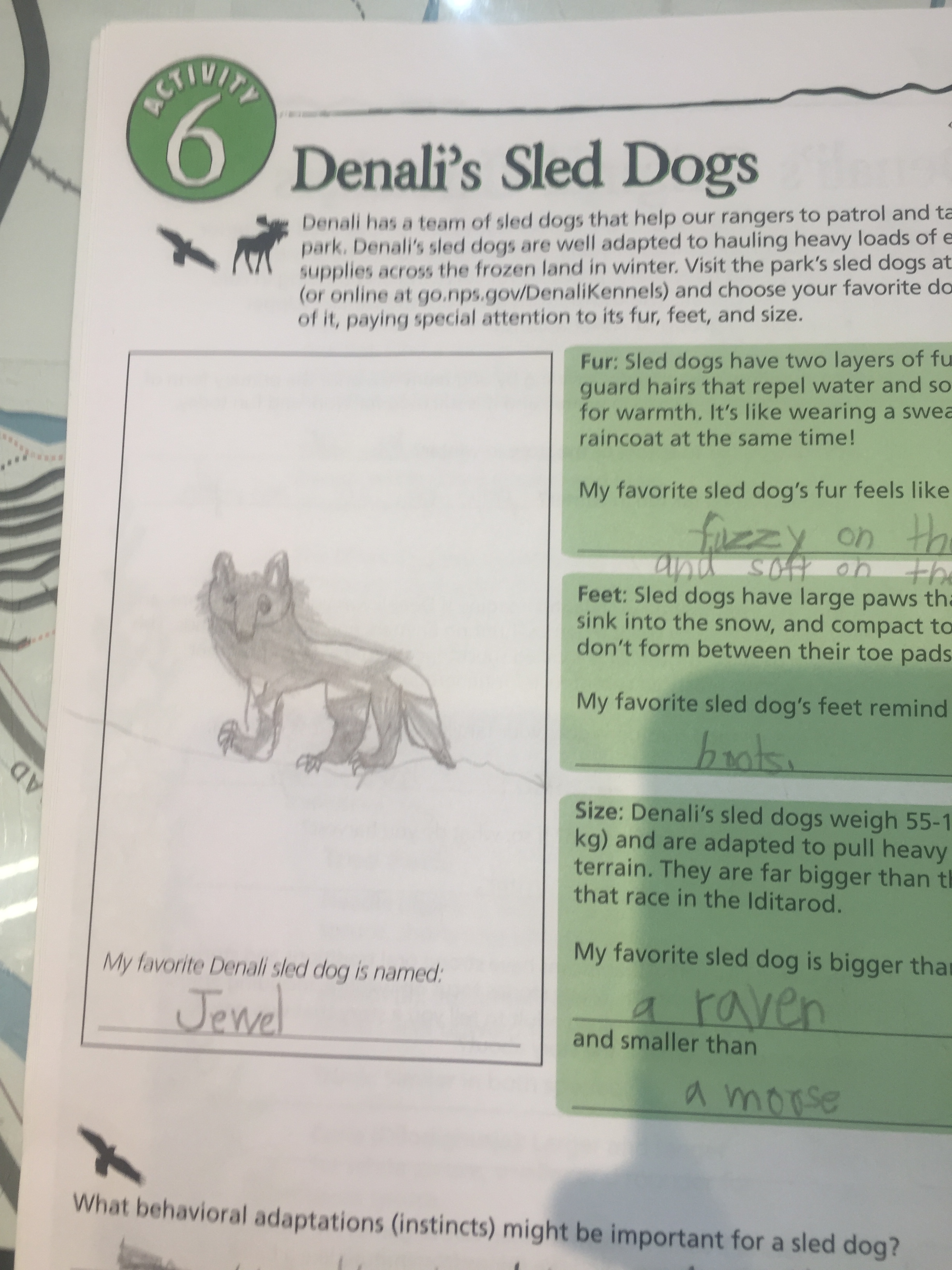 Denali National Park (@DenaliNPS) / Twitter