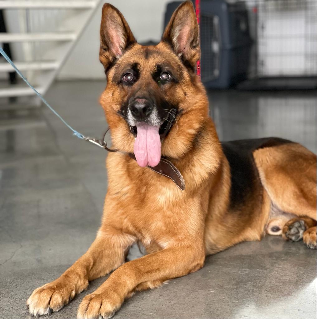 RM Constructores on Twitter: "Dante. https://t.co/wV01CZaY56" / Twitter