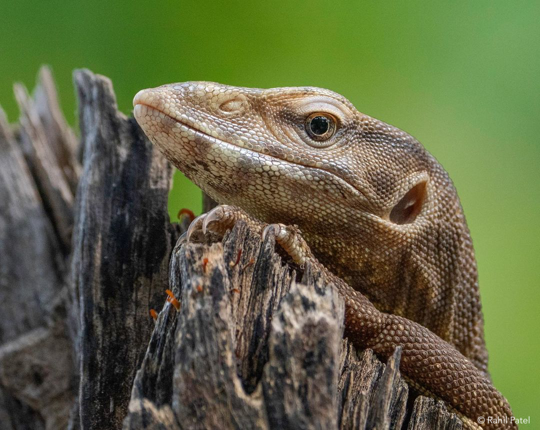 Indian Monitor Lizard