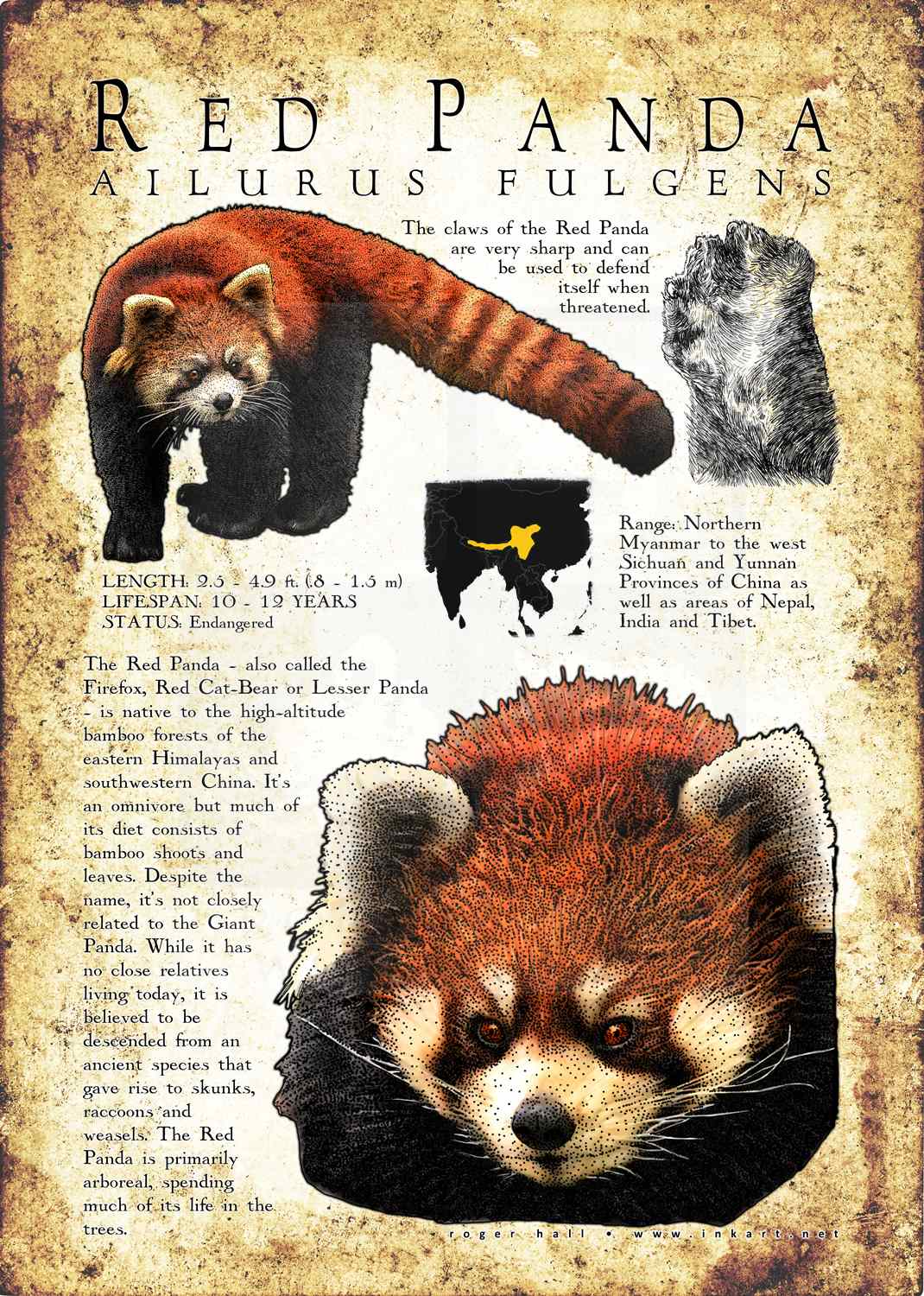 Red Panda Food Chain