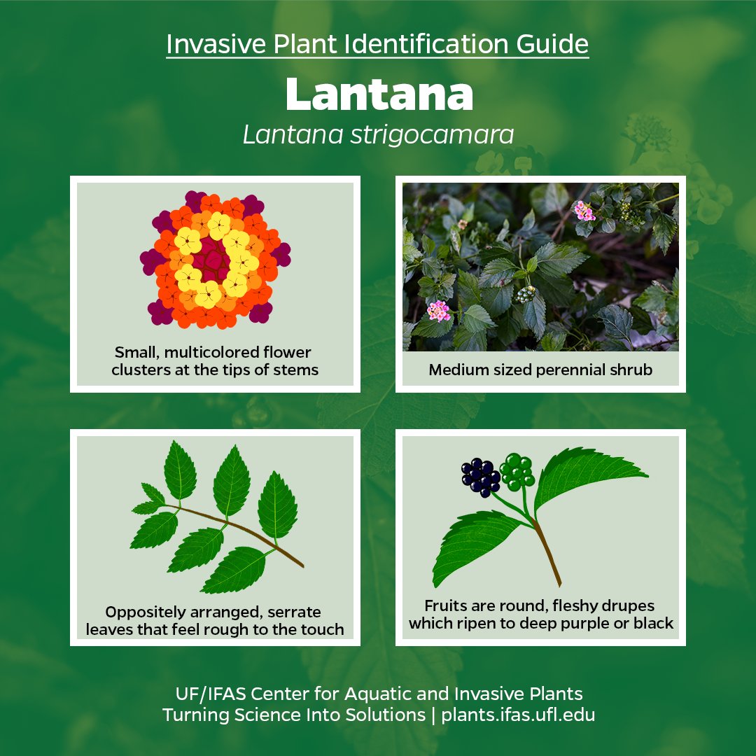 Florida Shrub Identification Guide