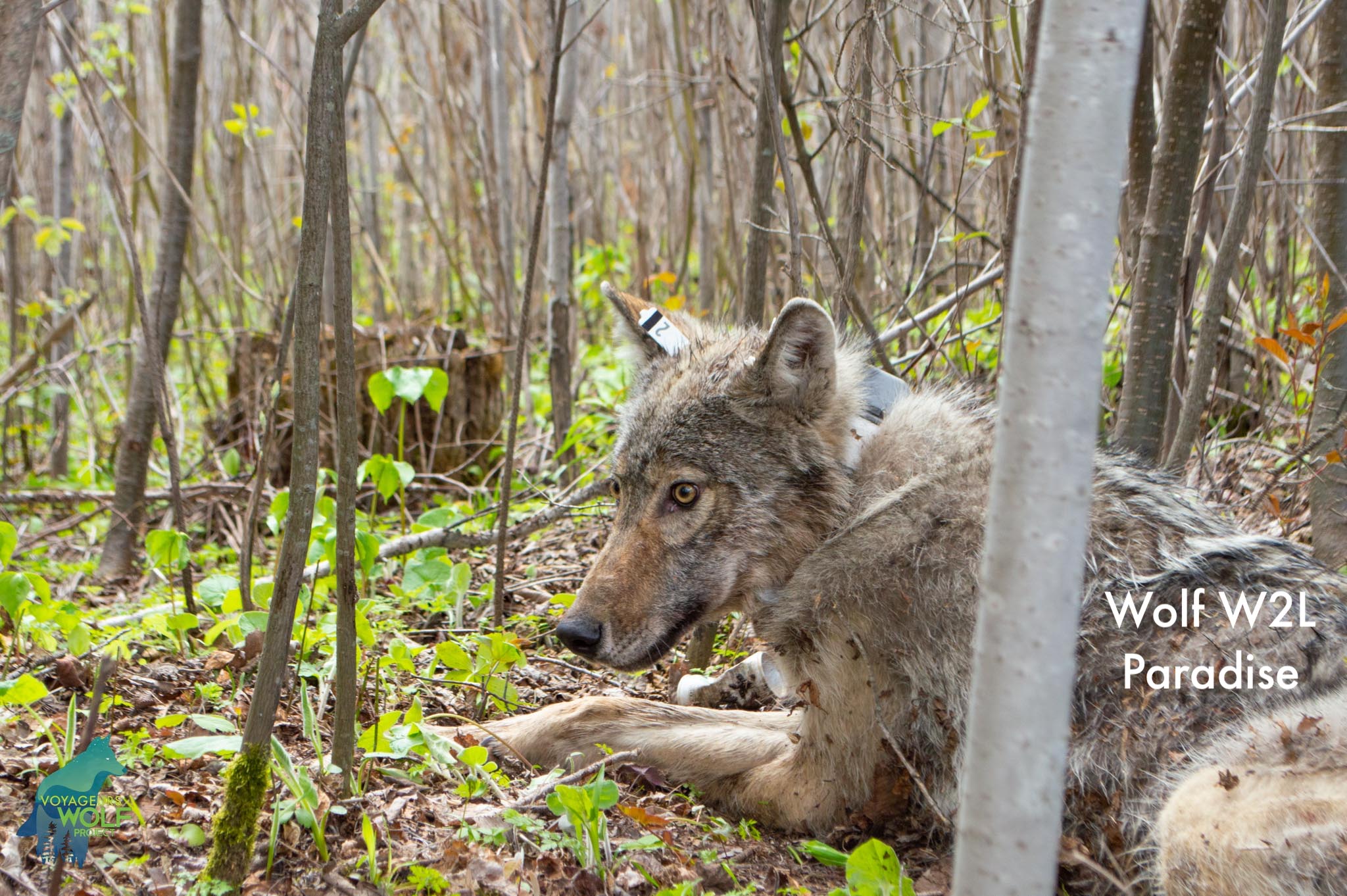 Into The Woods 2022 Wolf