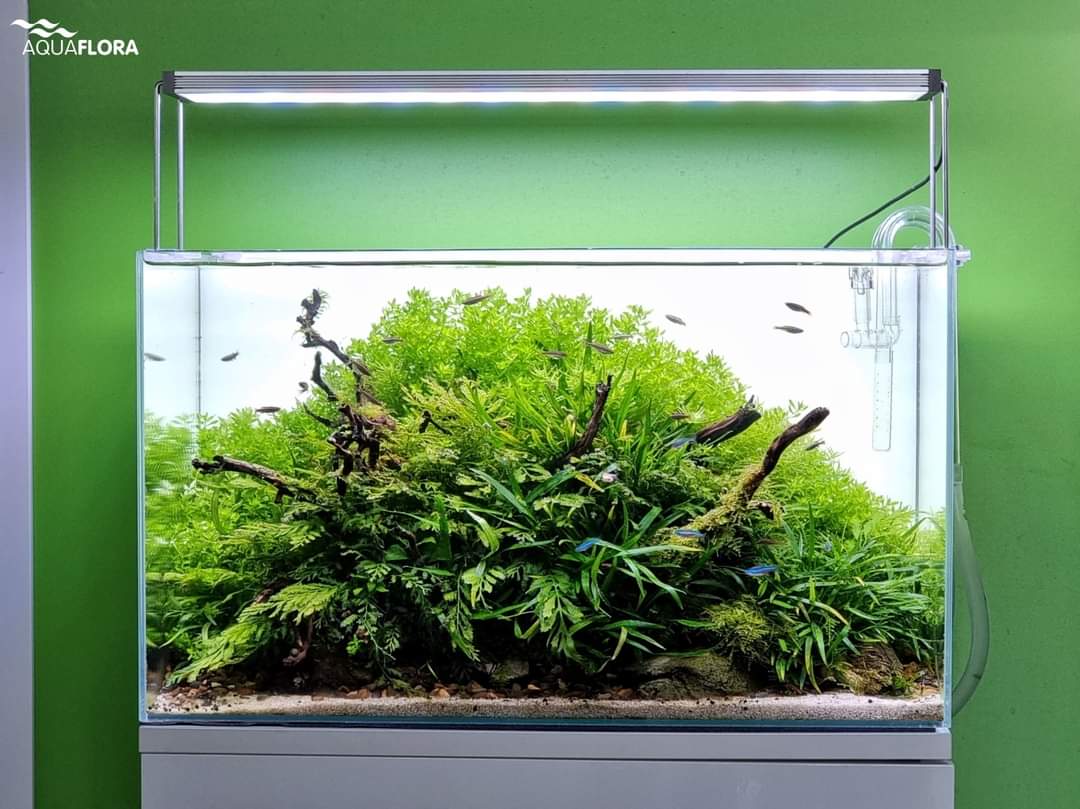 Planted Aquarium Picture Gallery