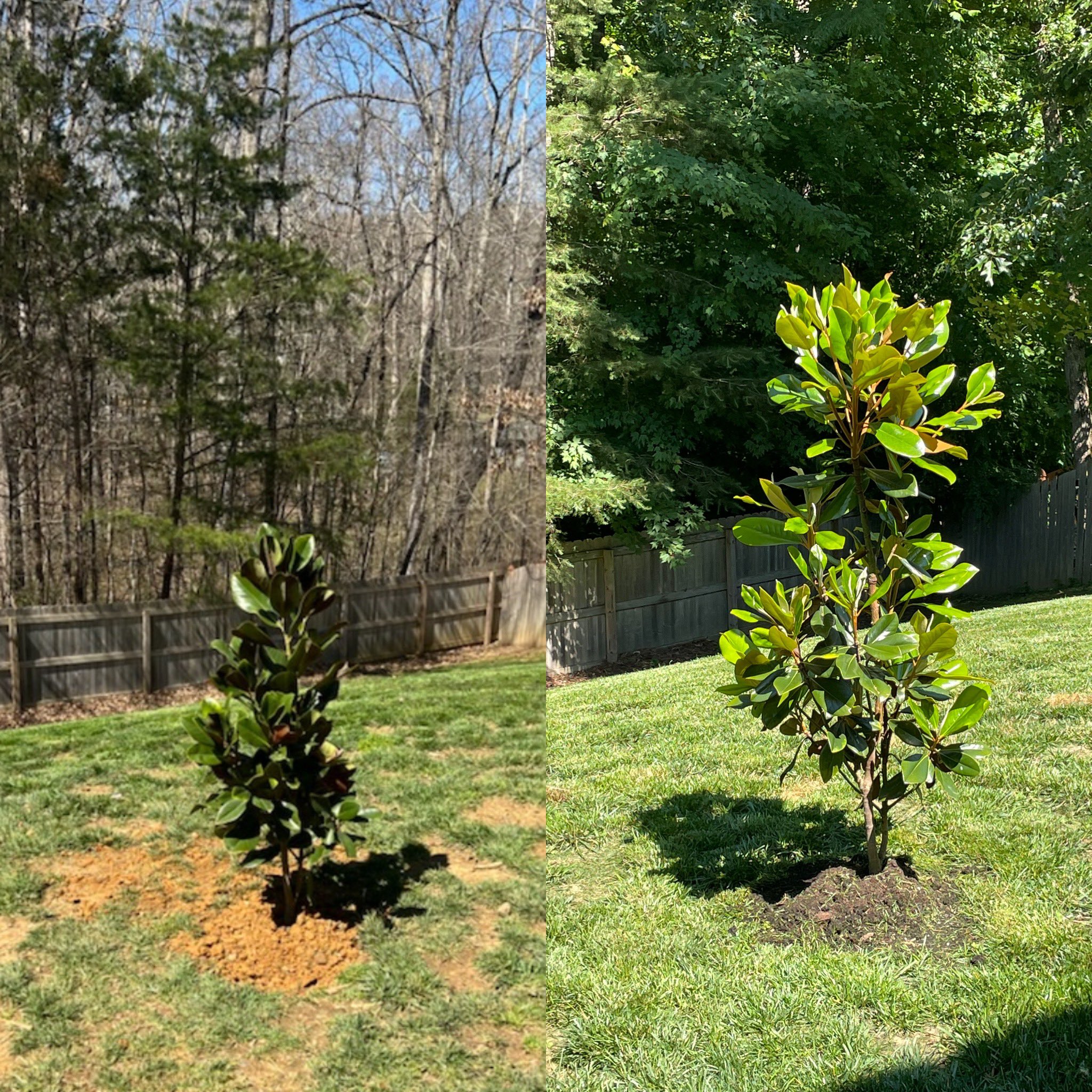 Mini Magnolia Tree Guest Post: The Baby Magnolia – The Hermits' Rest